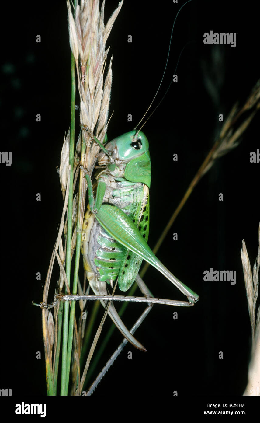 Wart biter bushcricket decticus hi-res stock photography and images - Alamy