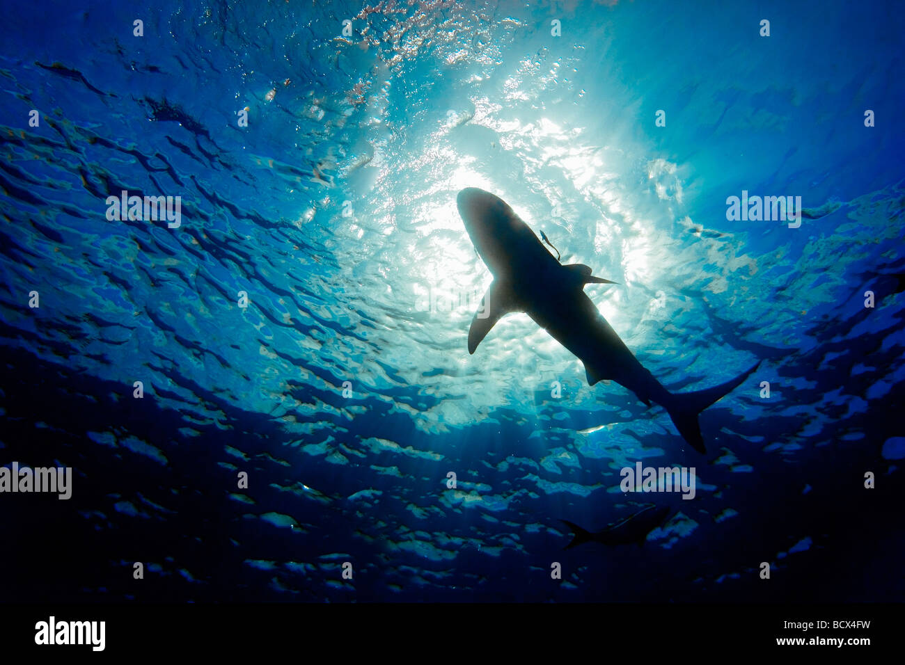 Caribbean Reef Sharks over coral reef Carcharhinus perezi West End ...