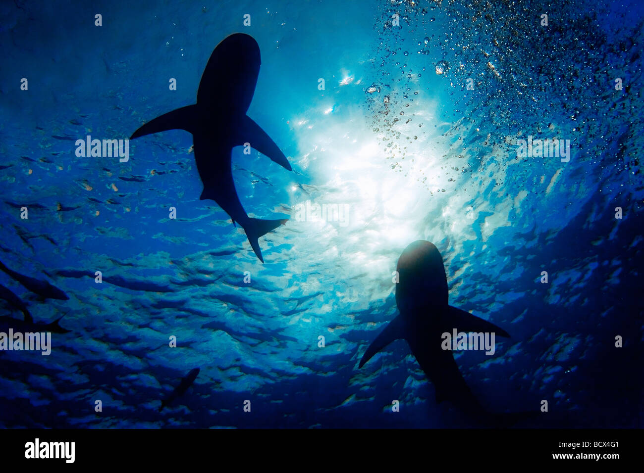 Caribbean Reef Sharks over coral reef Carcharhinus perezi West End ...