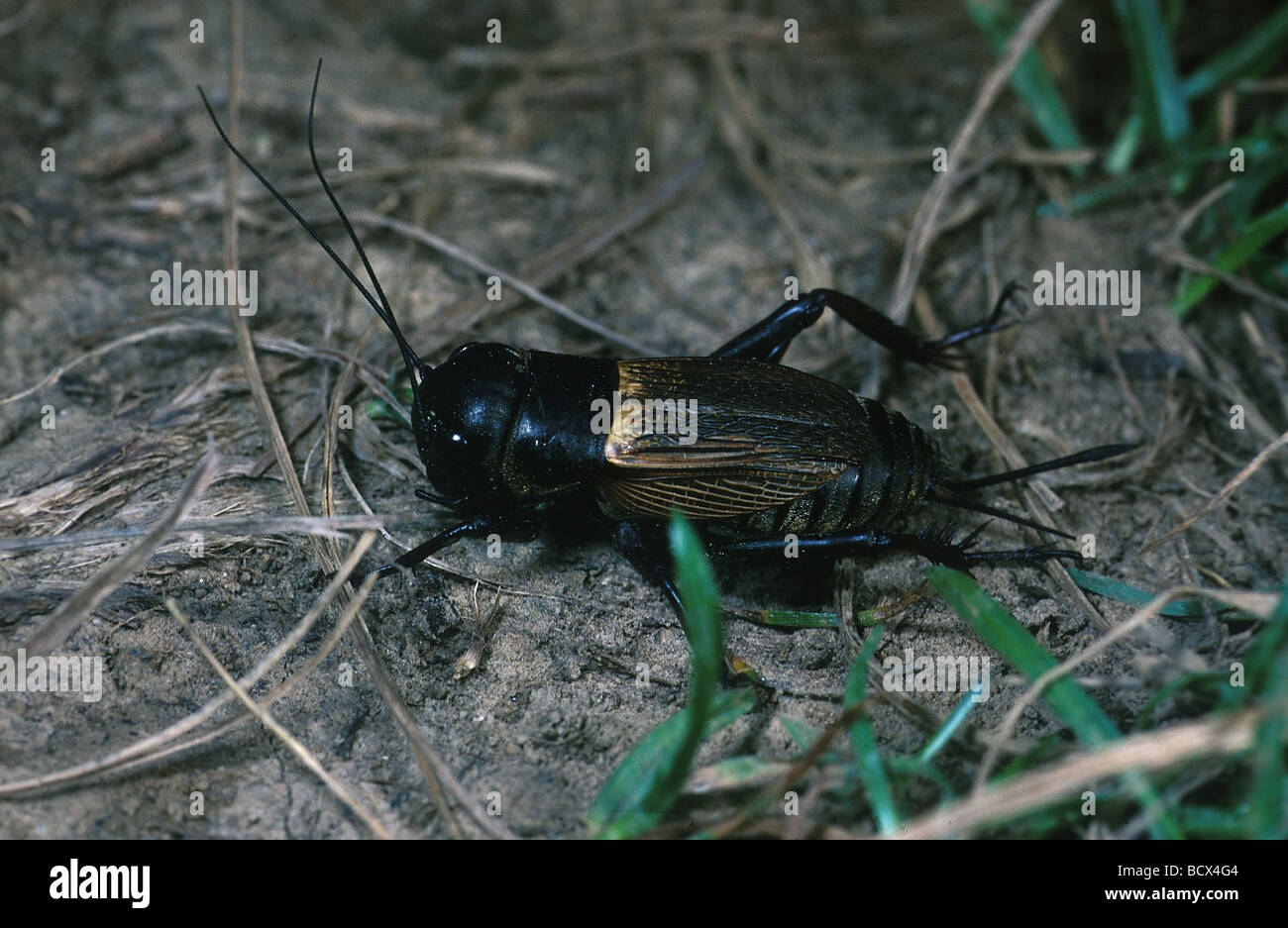 Gryllus hi-res stock photography and images - Alamy