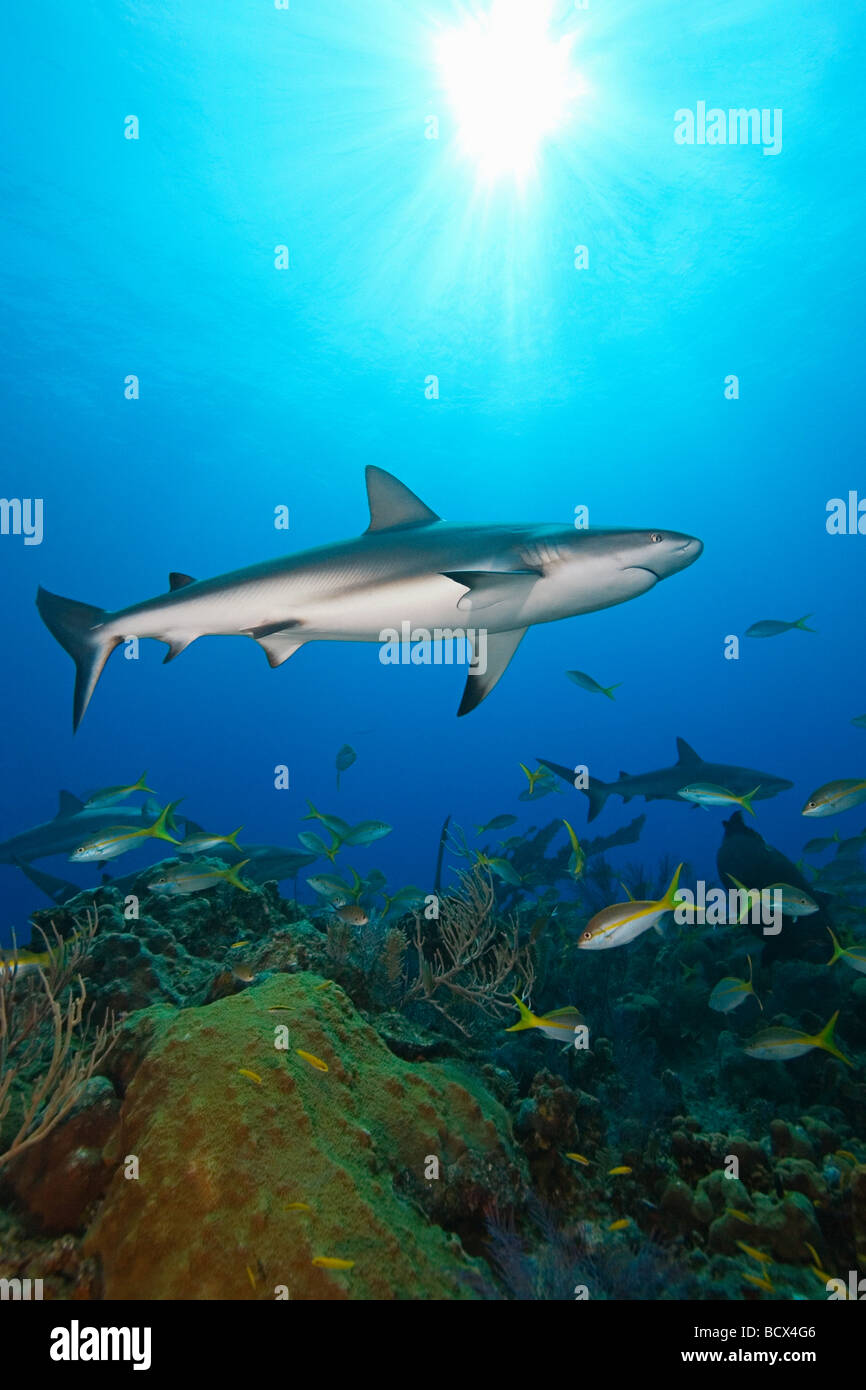 Caribbean Reef Shark over coral reef Carcharhinus perezi West End ...