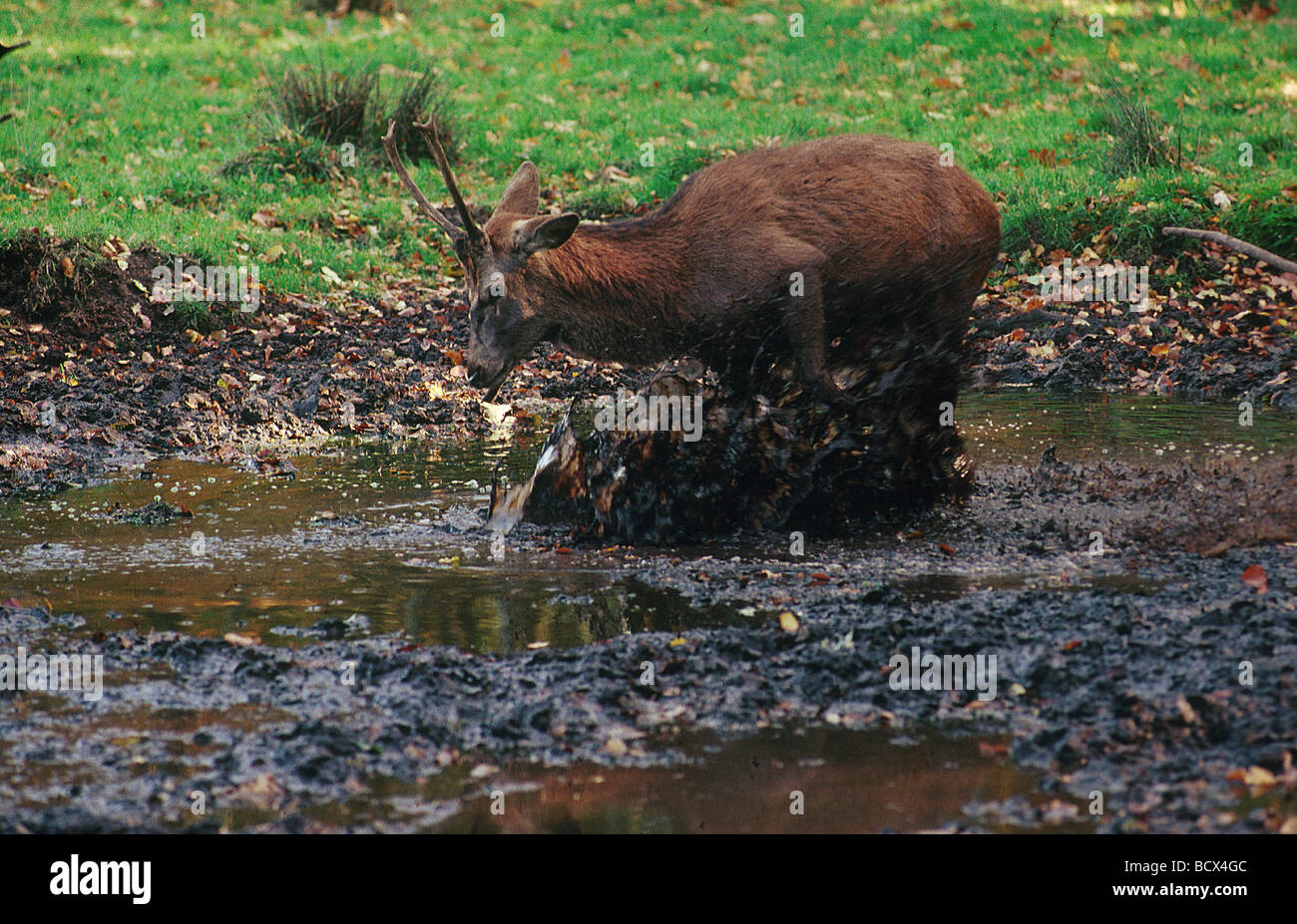 cervus elaphus / red deer , elk Stock Photo - Alamy