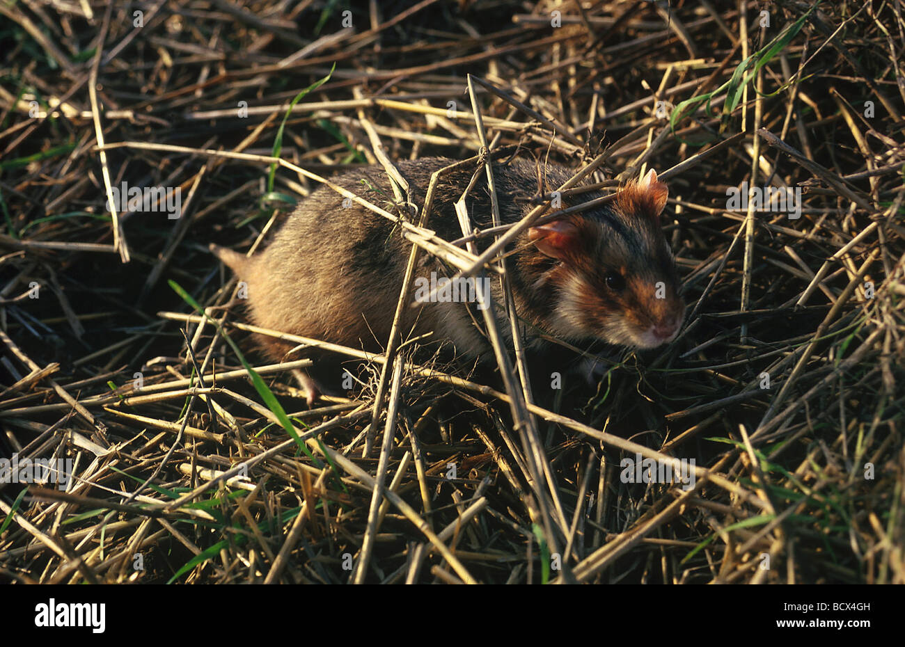 common hamster / Cricetus cricetus Stock Photo - Alamy