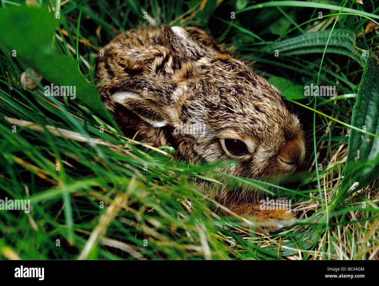 Young hares and rabbits hi-res stock photography and images - Alamy
