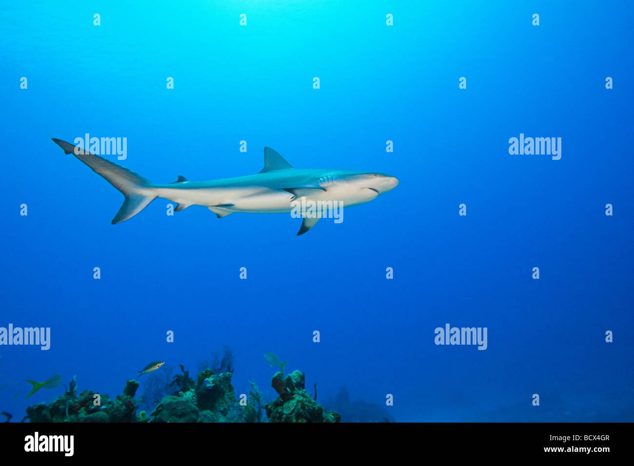 Caribbean Reef Shark Carcharhinus perezi West End Atlantic Ocean ...
