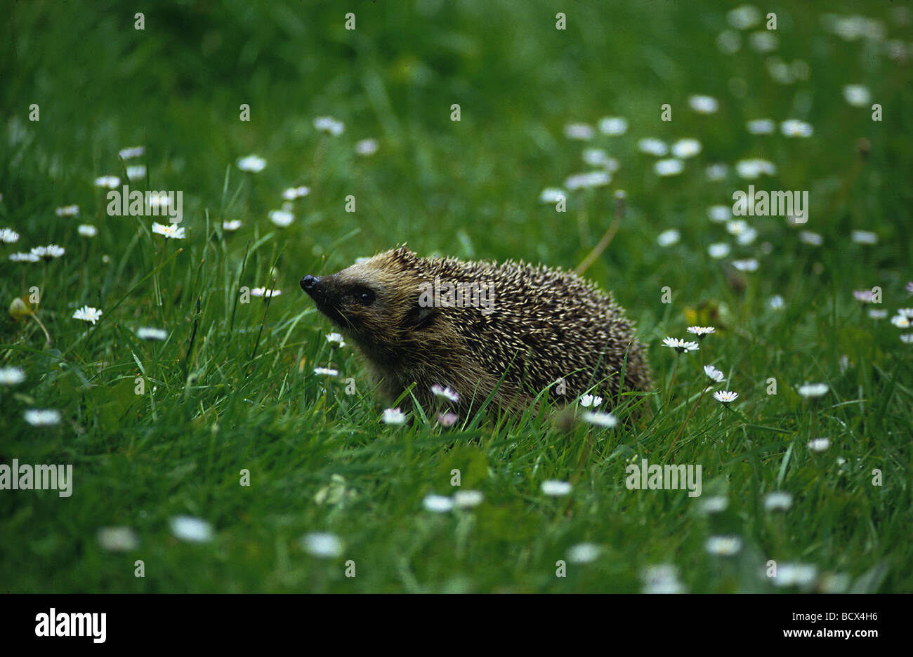 Gymnures Stock Photos & Gymnures Stock Images - Alamy