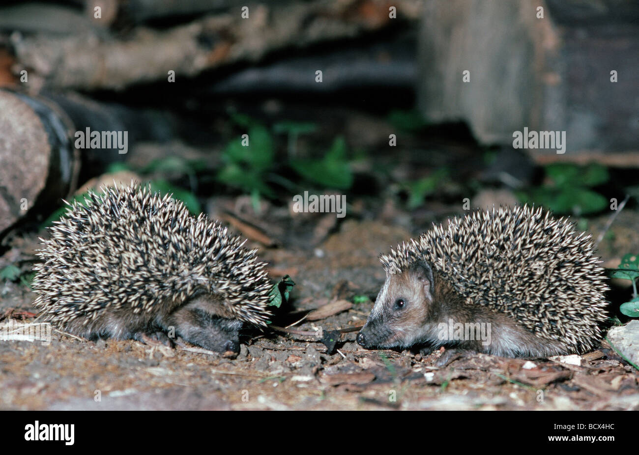 Hedgehogs fighting hi-res stock photography and images - Alamy