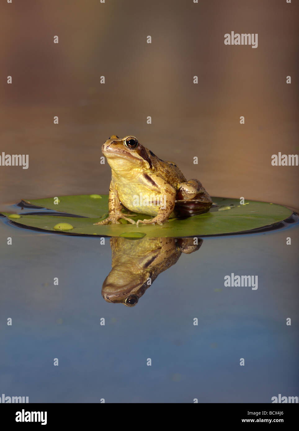 Common Frog Rana temporaria with reflection Stock Photo - Alamy