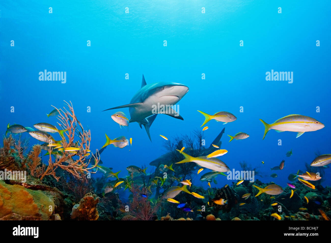 Caribbean Reef Sharks over coral reef Carcharhinus perezi West End ...