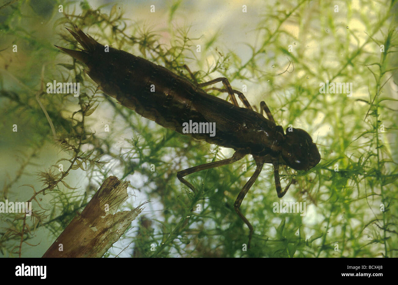 Dragonfly larvas hi-res stock photography and images - Alamy
