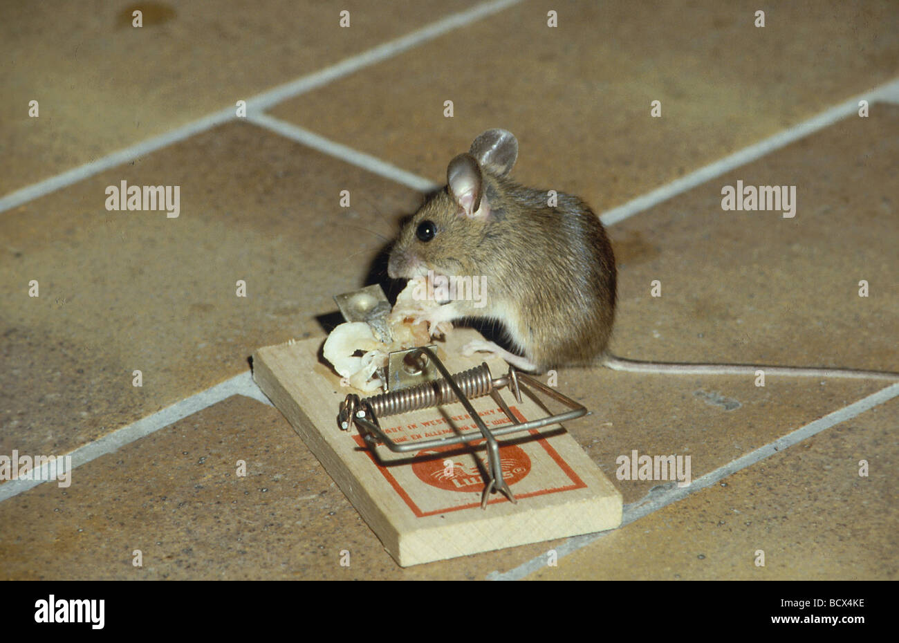 mus musculus / house mouse Stock Photo - Alamy