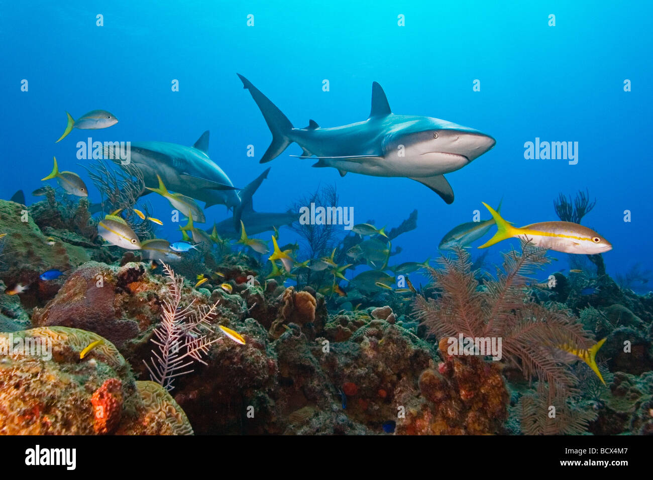 Caribbean Reef Sharks Carcharhinus perezi West End Atlantic Ocean ...