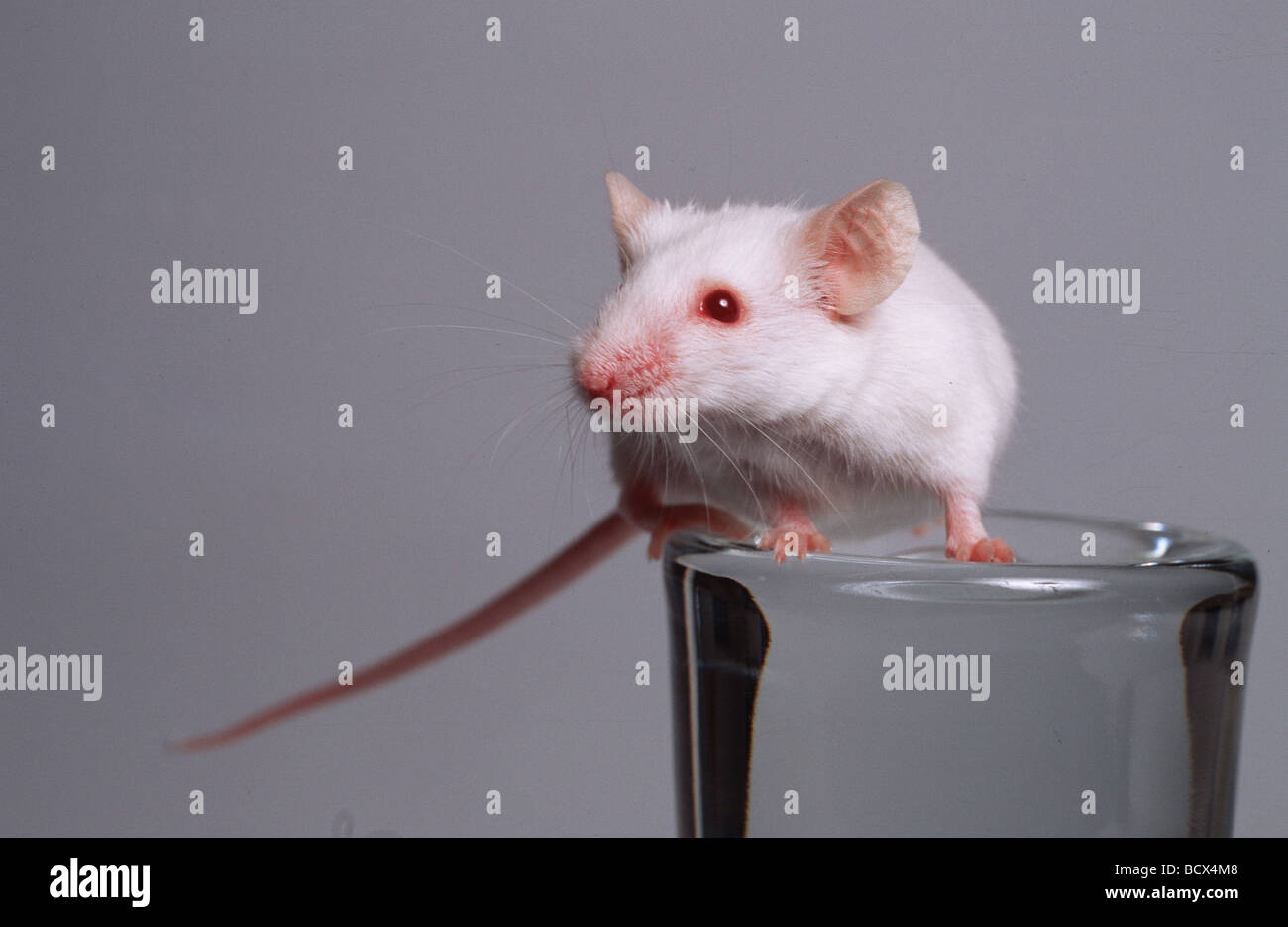 White mouse on a glass Stock Photo - Alamy