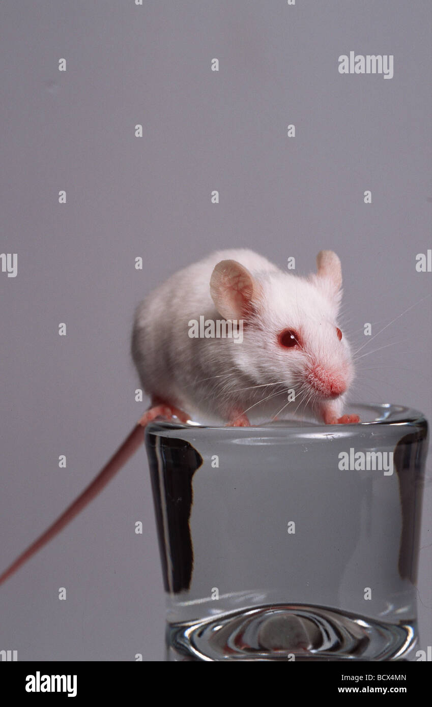 Glassily hi-res stock photography and images - Alamy