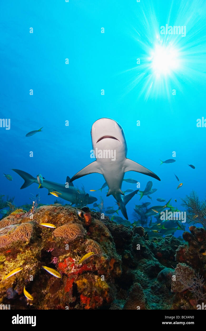 Caribbean reef sharks hi-res stock photography and images - Alamy