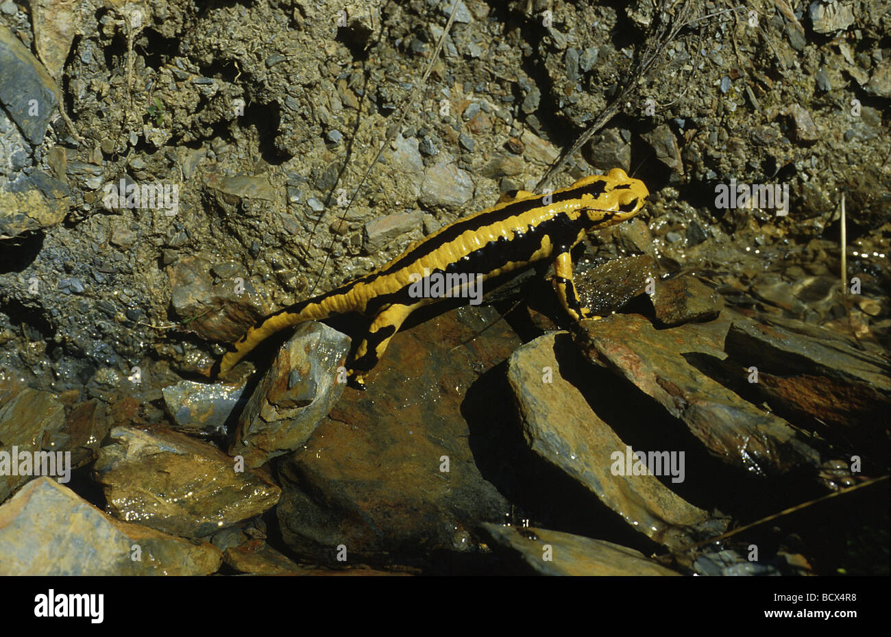 Fire salamander on rock hi-res stock photography and images - Alamy