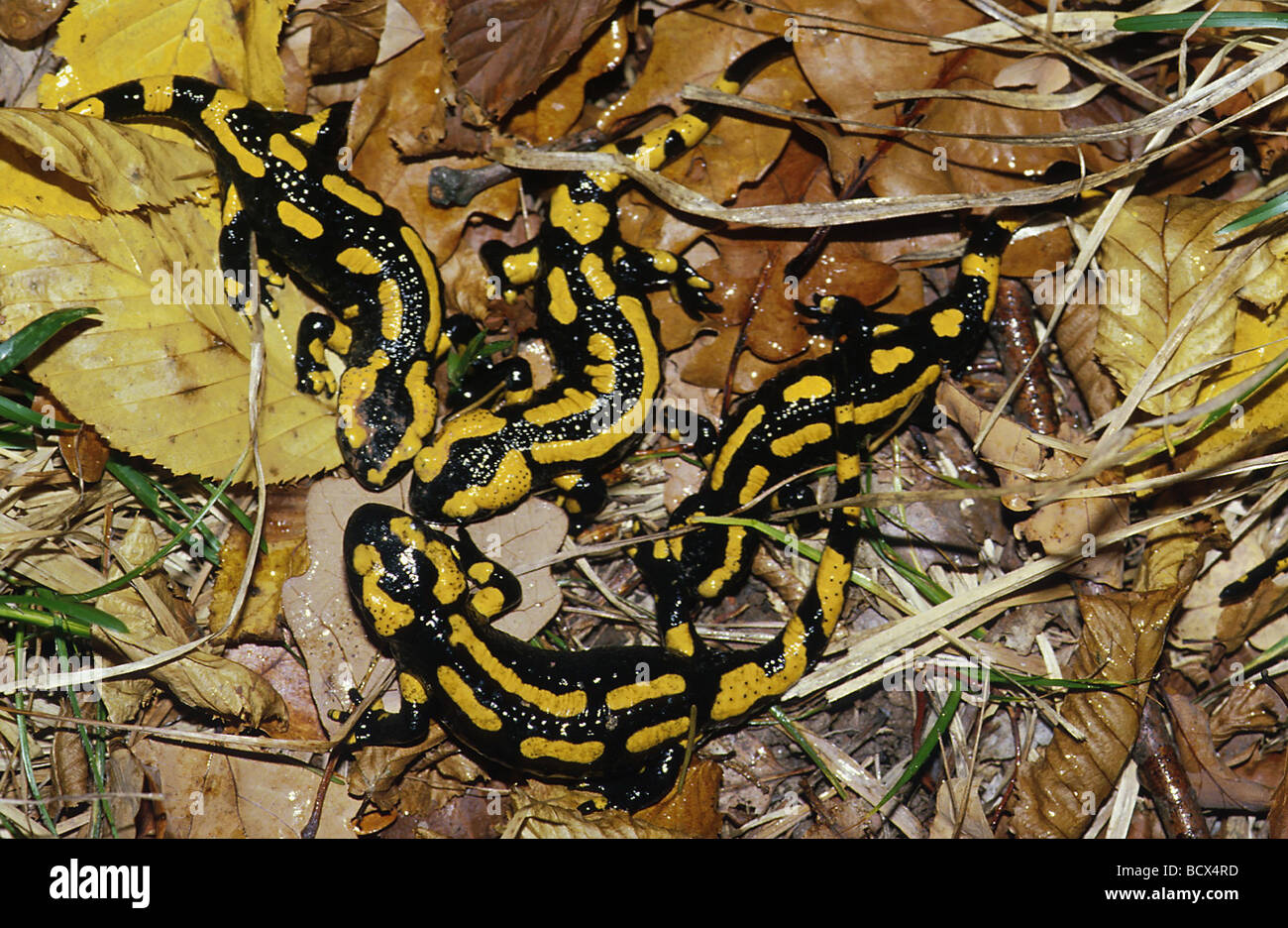 European fire salamanders hi-res stock photography and images - Alamy