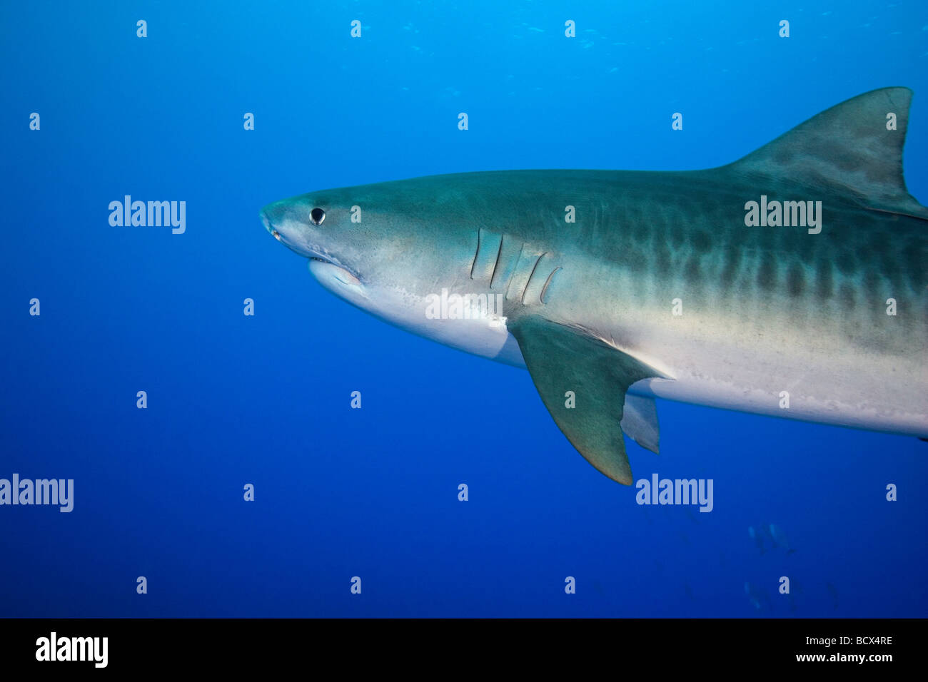 Tiger Shark Galeocerdo cuvier West End Atlantic Ocean Bahamas USA Stock ...