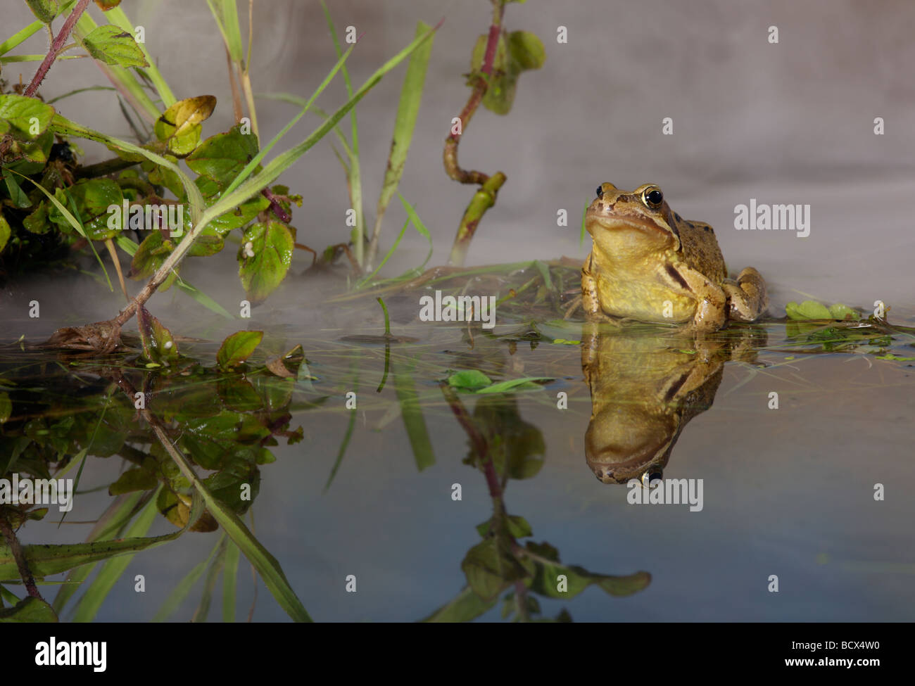 Common Frog Rana temporaria with reflection Stock Photo - Alamy