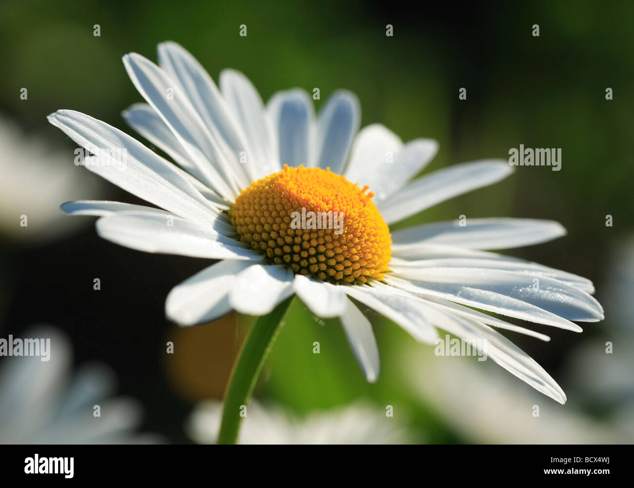 Close up of a sunlit daisy Stock Photo - Alamy