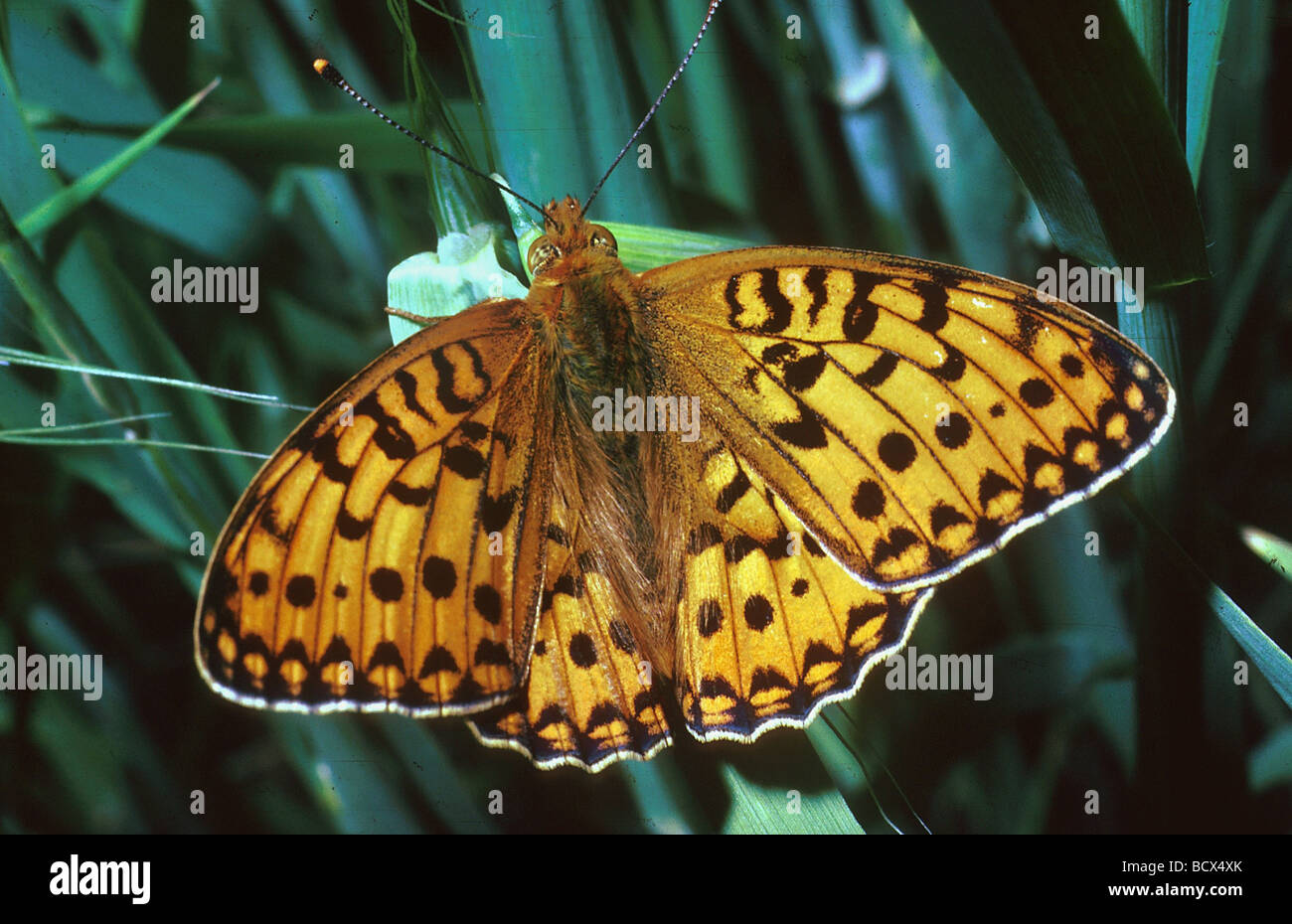 Clossiana selene / small pearl-bordered fritillary Stock Photo - Alamy
