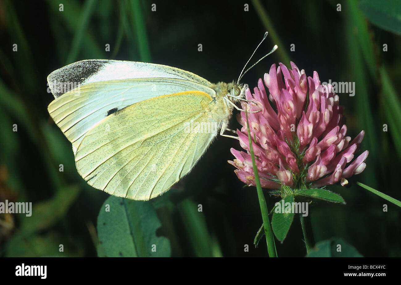 Pieris brassicae / Large white on a blossom Stock Photo - Alamy