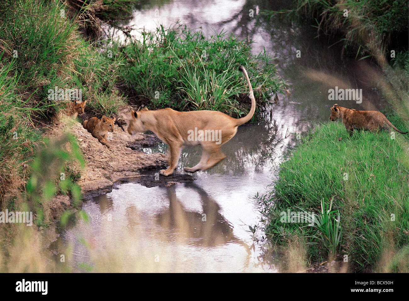 Jumping Over A Stream Of Water High Resolution Stock Photography and ...