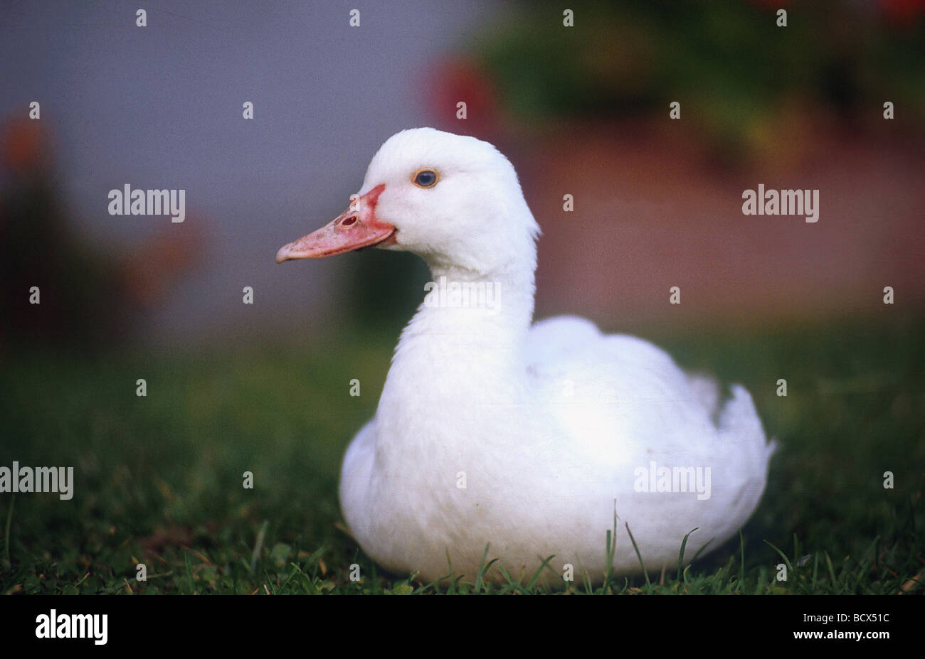 Barnyard duck hi-res stock photography and images - Alamy
