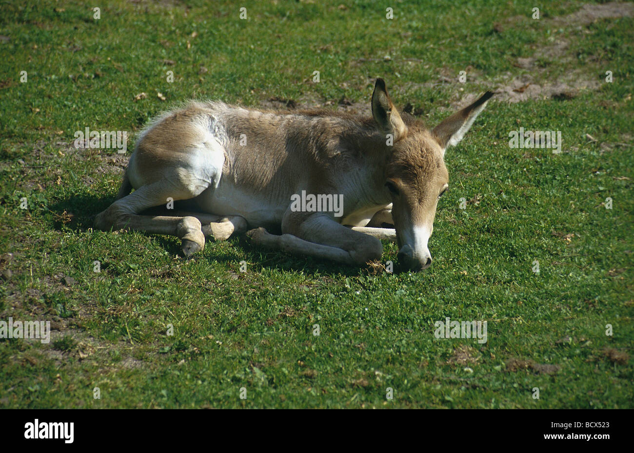 equus asinus / donkey , burro Stock Photo - Alamy