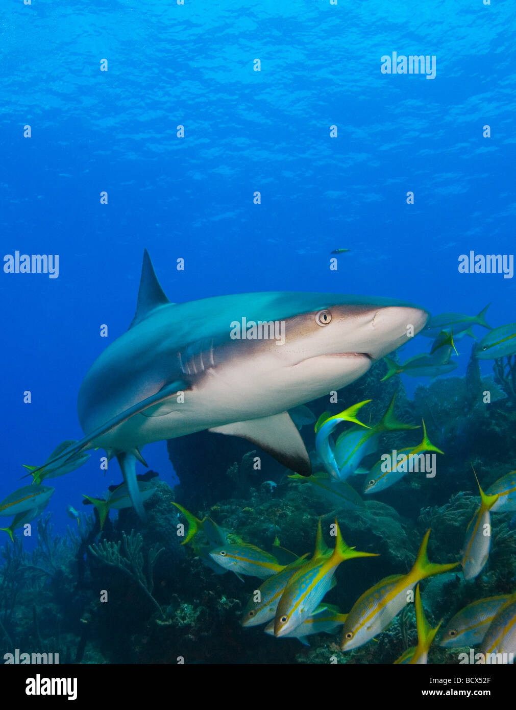 Caribbean Reef Shark Carcharhinus perezi West End Atlantic Ocean ...