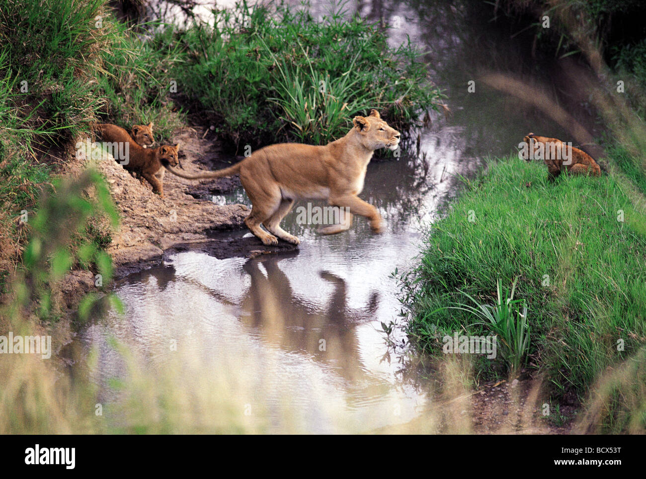 Lioness Leaping