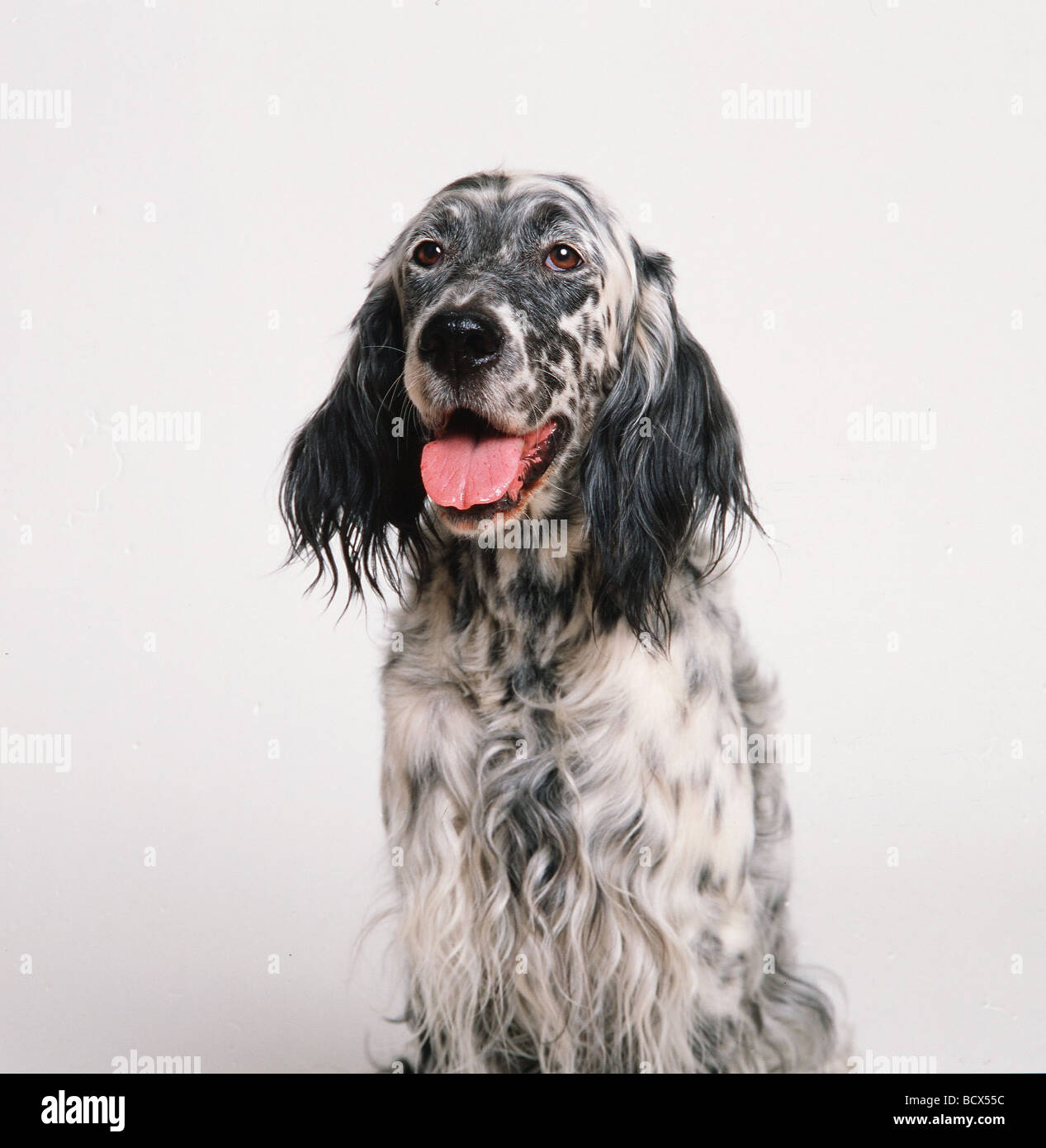 White english setter hi-res stock photography and images - Alamy