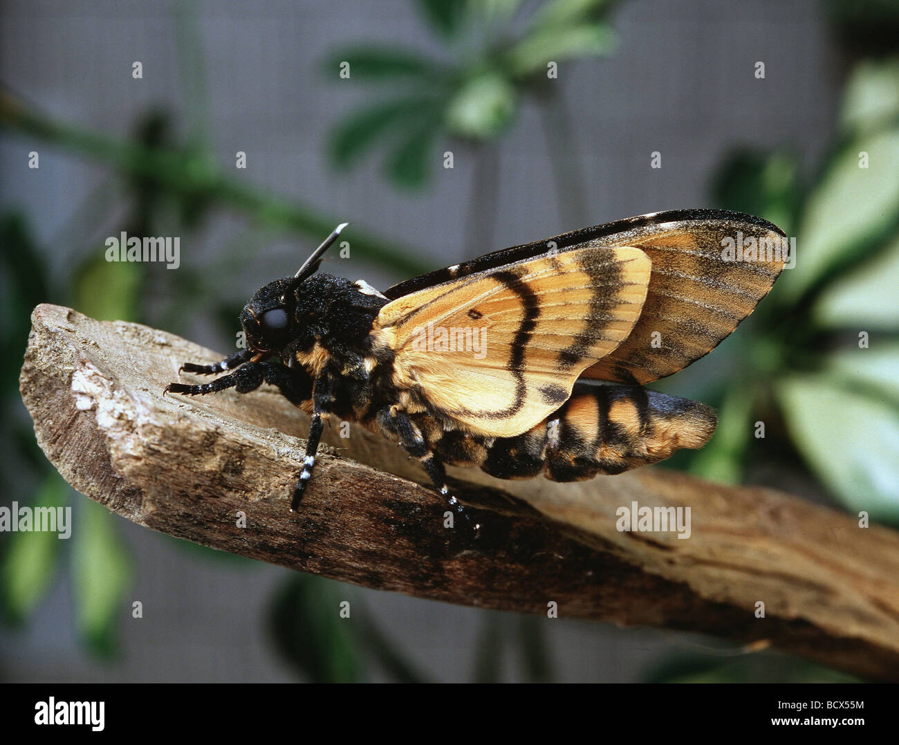 Acherontia atropos / death's-head hawkmoth Stock Photo - Alamy
