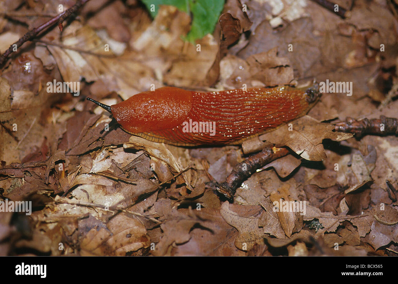 Large Red Slug (Arion rufus) on the forest floor. Germany Stock Photo ...
