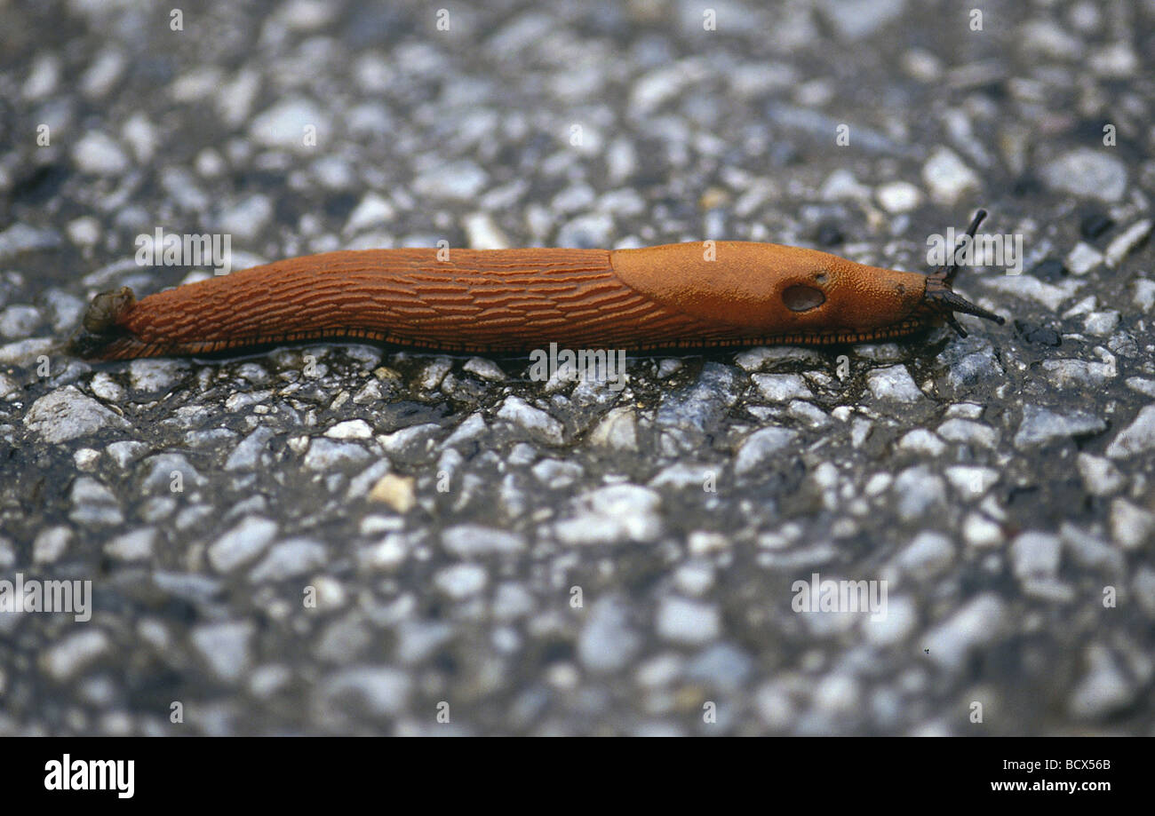 Arion subfuscus dusky slug hi-res stock photography and images - Alamy