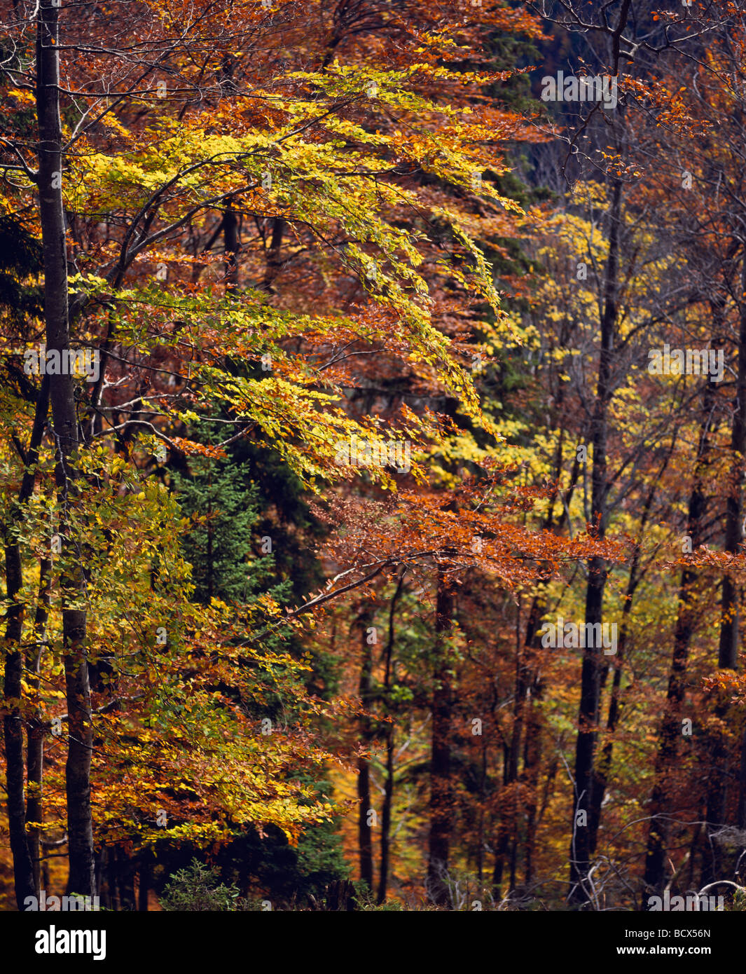 Trees turning to autumn colours in the forests above Neuschwanstein ...