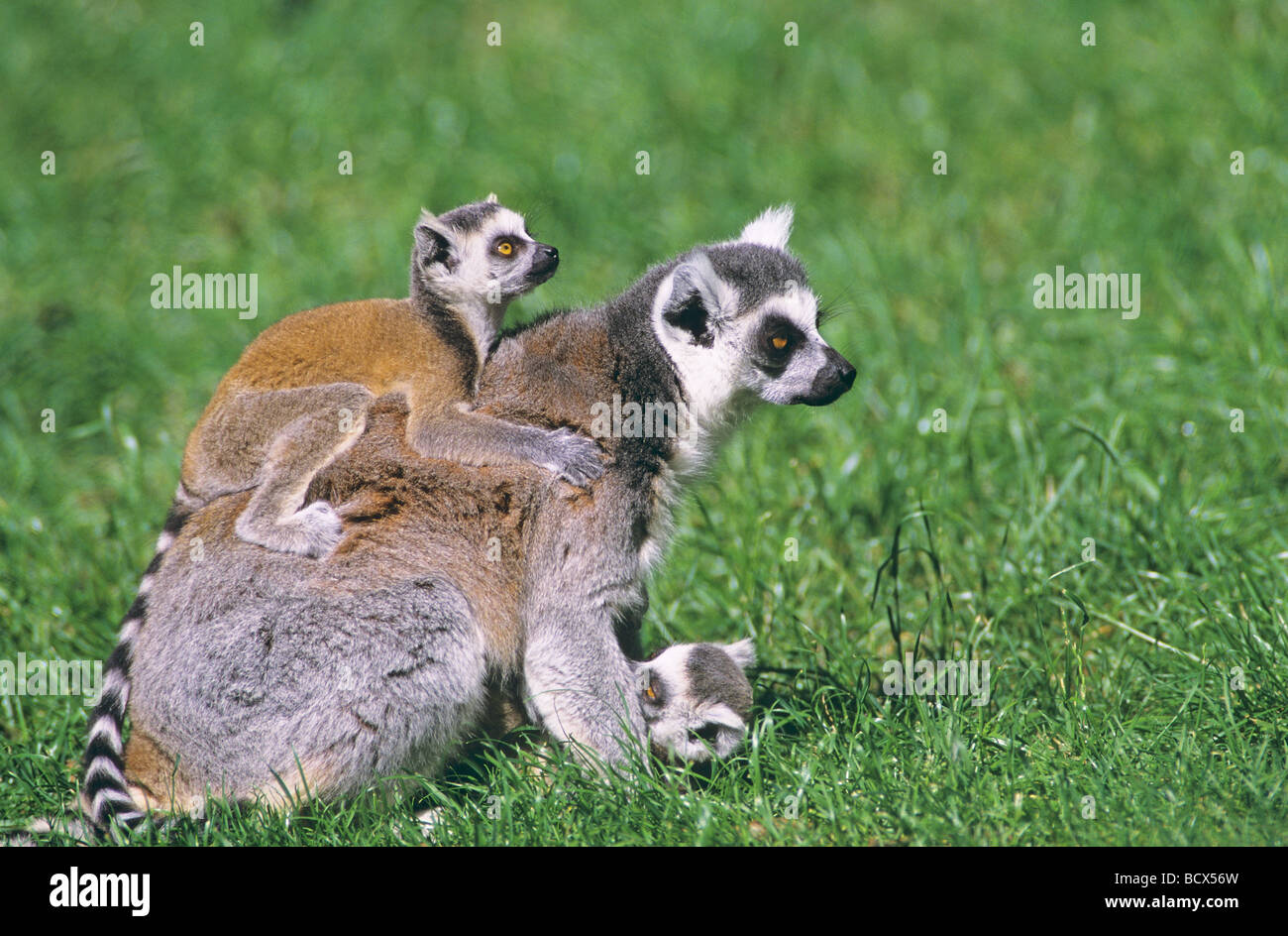 Ring-tailed lemur with two cubs on meadow / Lemur catta Stock Photo - Alamy