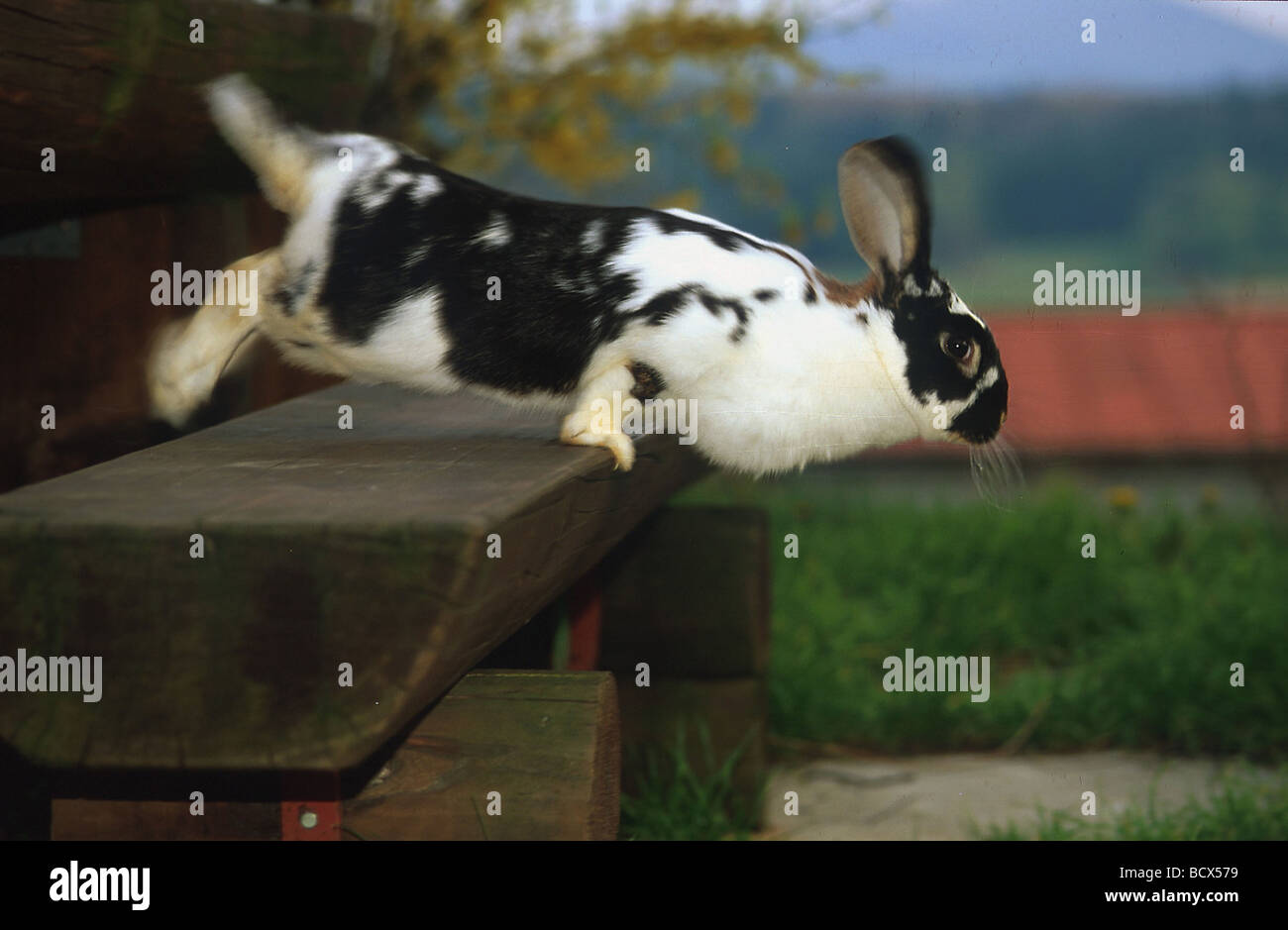 The leap of the rabbit hi-res stock photography and images - Alamy