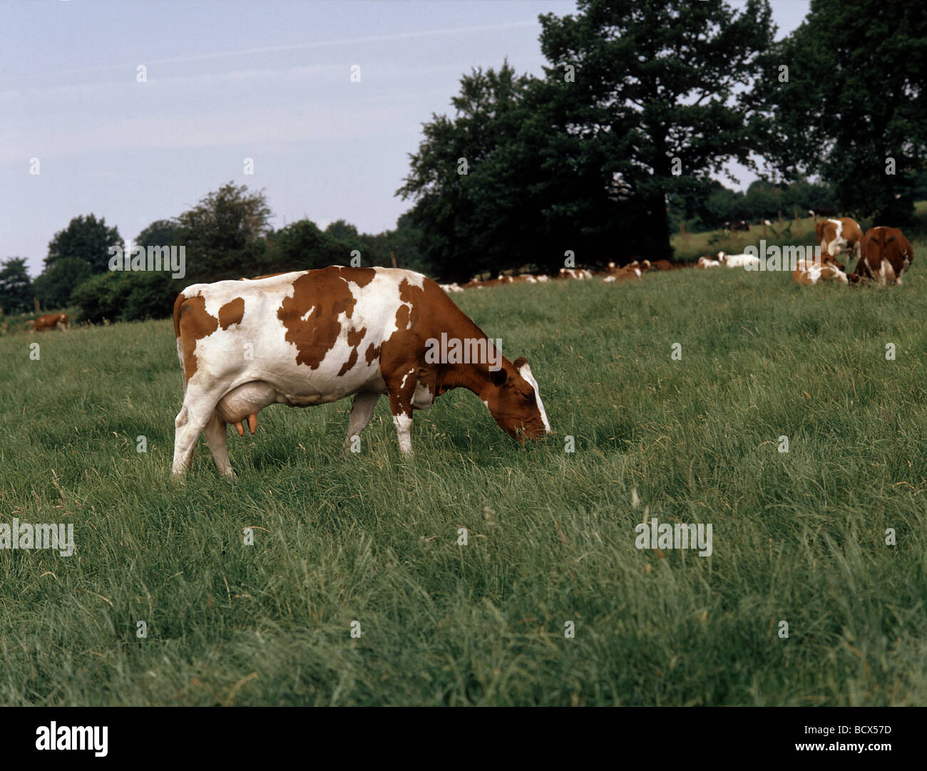 Browsing cattles hi-res stock photography and images - Alamy