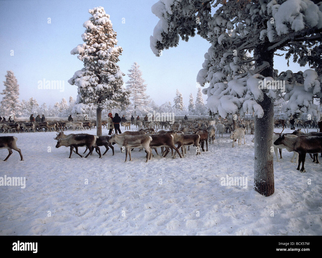 Horde of deer hi-res stock photography and images - Alamy