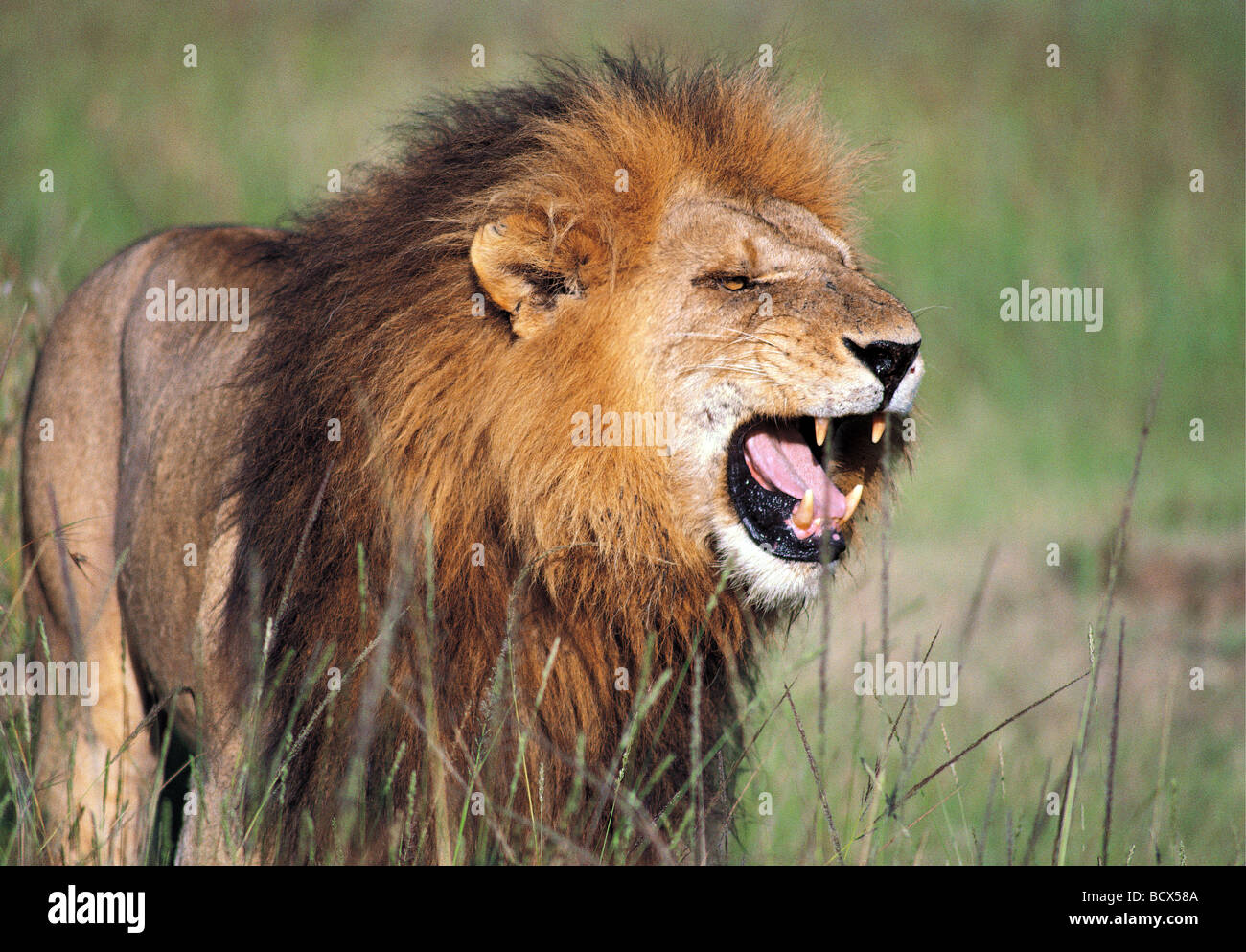 Male Lion with typical FLEHMEN facial grimace whilst smelling urine of ...