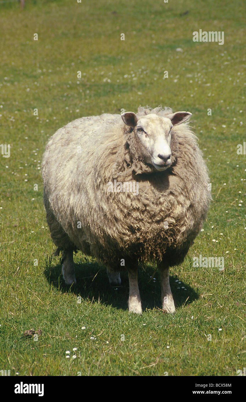 Fat wools hi-res stock photography and images - Alamy