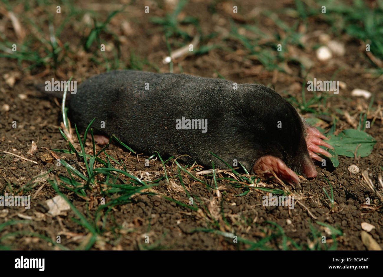 Talpidae hi-res stock photography and images - Alamy