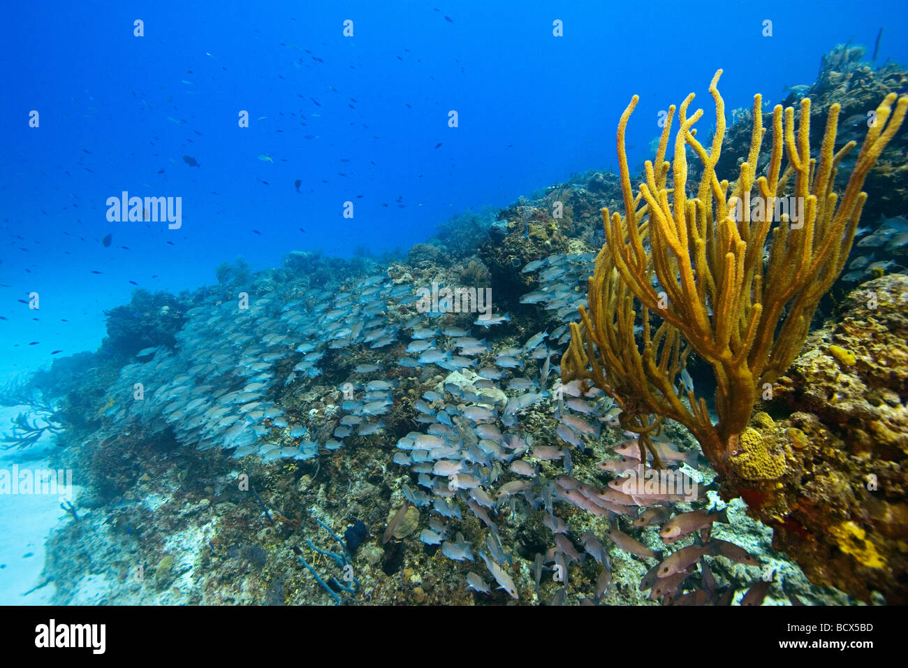 Schooling Gray Snappers over coral reef Lutjanus griseus West End ...