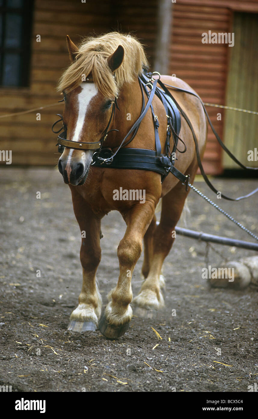 Haflinger horse in harness pulling a log Stock Photo - Alamy