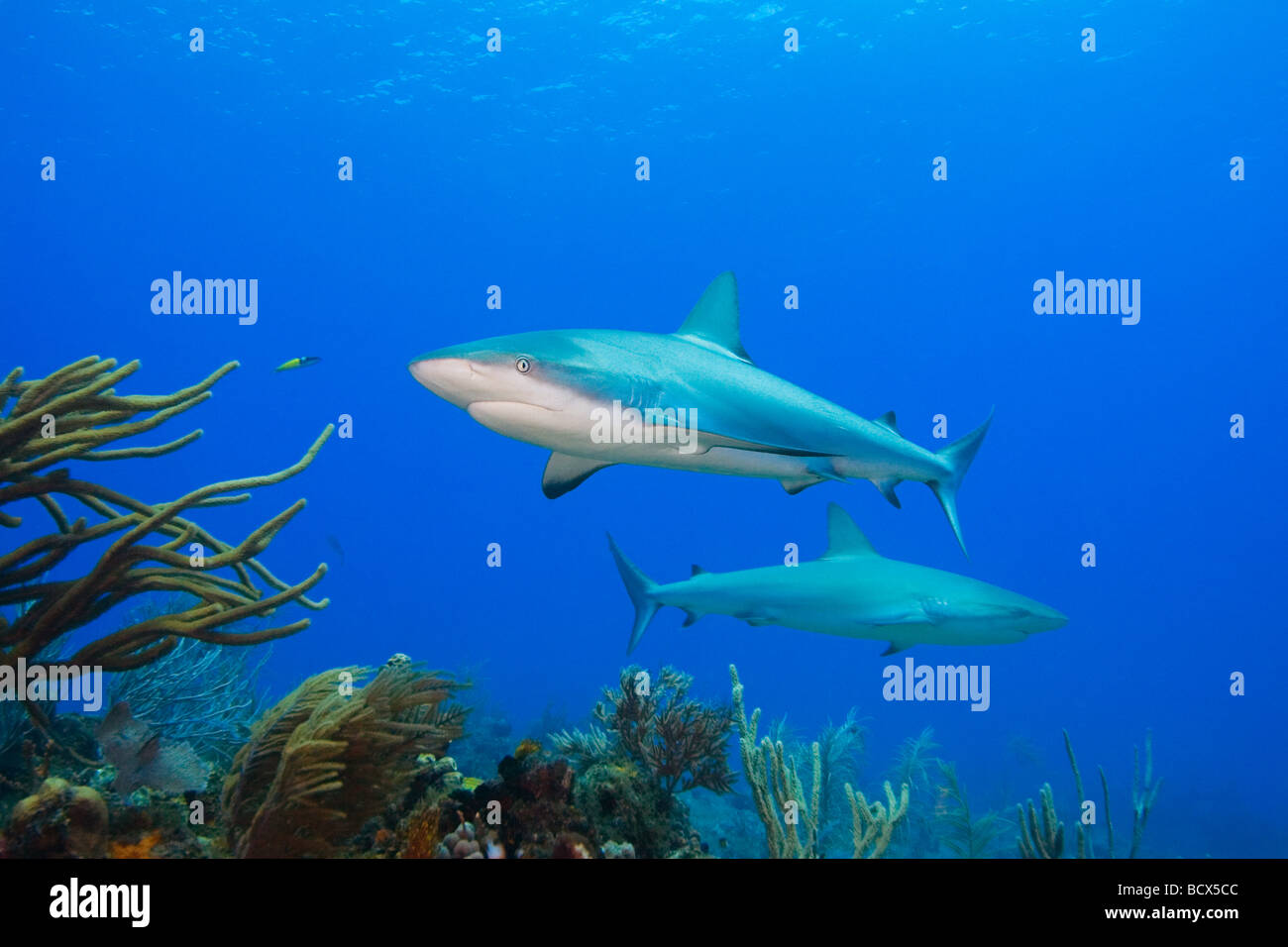 Caribbean Reef Shark Carcharhinus perezi West End Atlantic Ocean ...