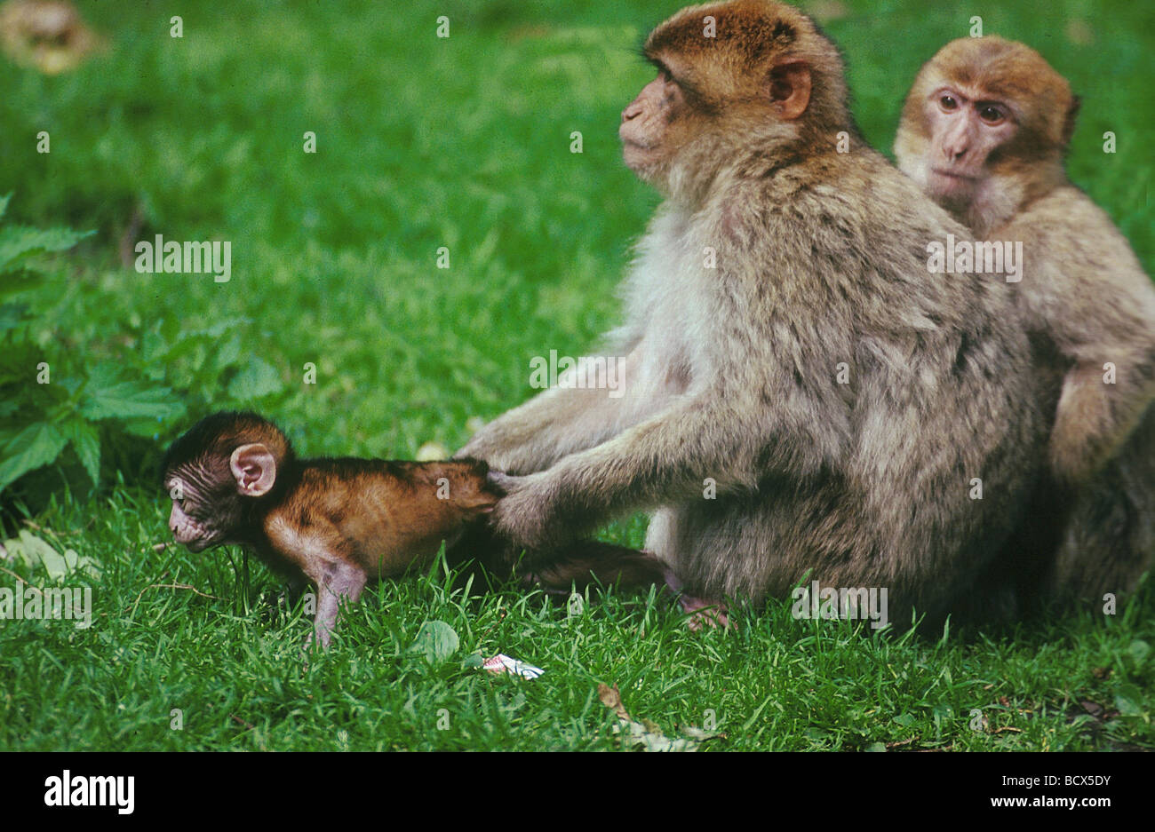 Barbary macaque macaca sylvanus infant hi-res stock photography and ...