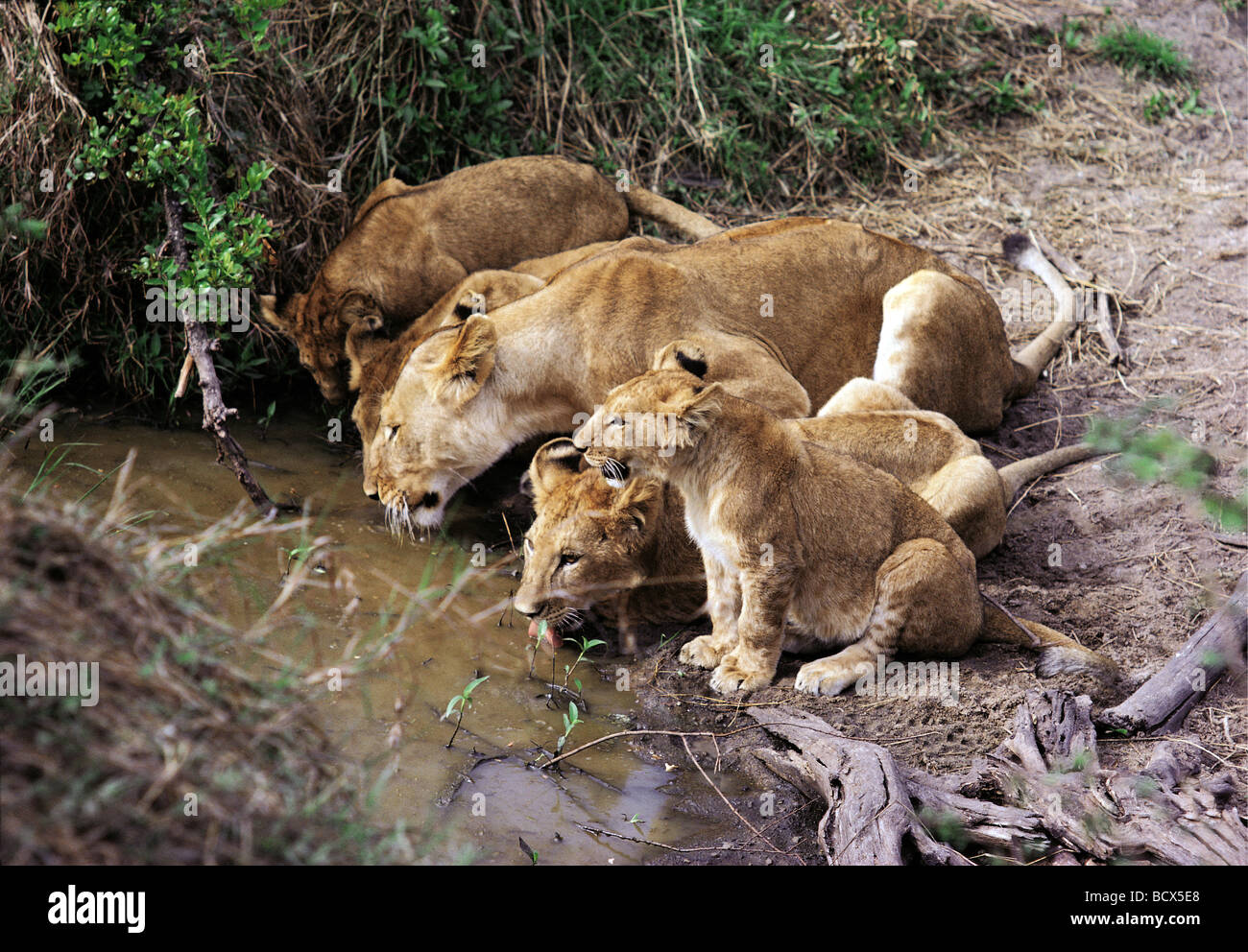 A Lioness and four cubs drinking at a stream Masai Mara National ...