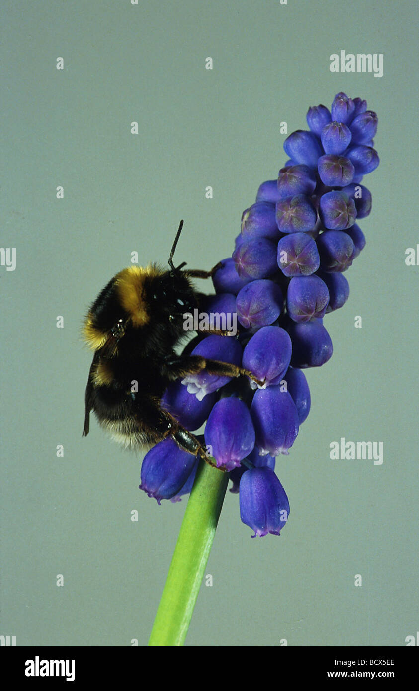 Bombidae hi-res stock photography and images - Alamy