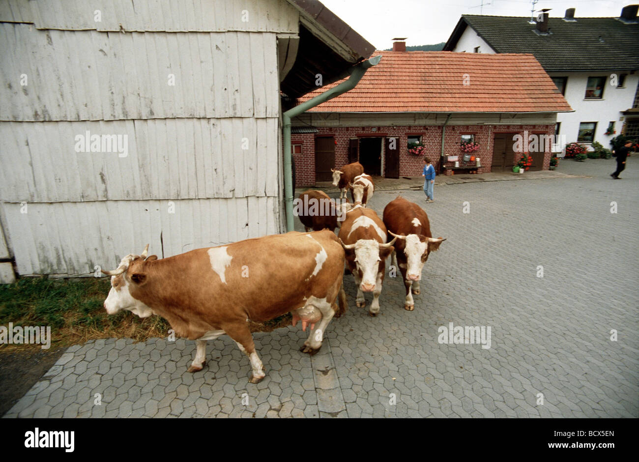 Floating farm cows hi-res stock photography and images - Alamy